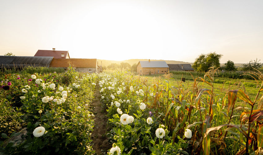 Spring on the Farm: Essential Tips to Prepare Your Land, Crops, and Li